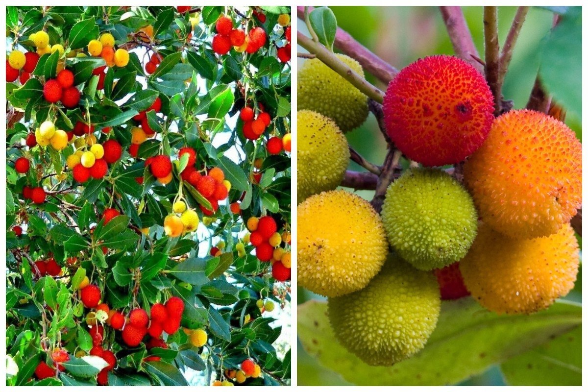 Chruścina Jagodna Arbutus unedo DRZEWKO TRUSKAWKOWE Wyjątkowe Owoce ...